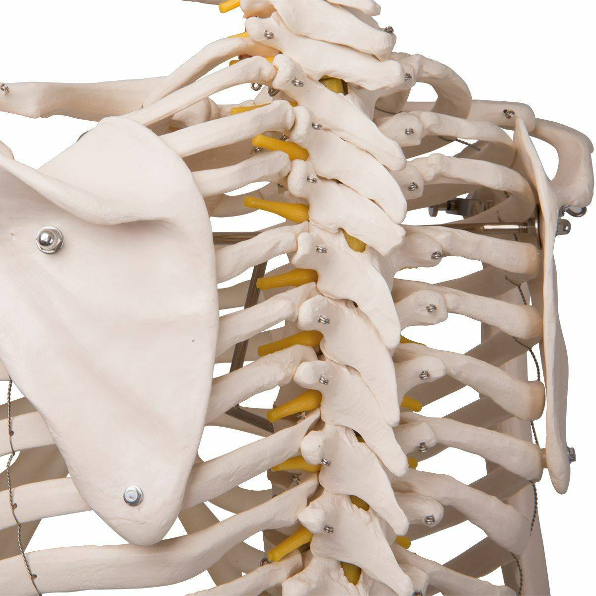 3B Scientific Fred The Flexible Skeleton Anatomy Model | Anatomy Warehouse