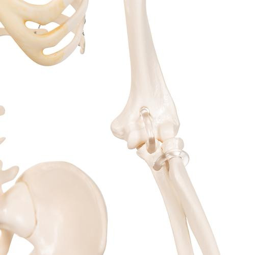 3B Scientific Mini 31" Human Skeleton Anatomy Model | Anatomy Warehouse