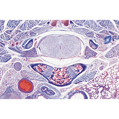 3B Scientific Human Nervous System - English Microscope Slides ...