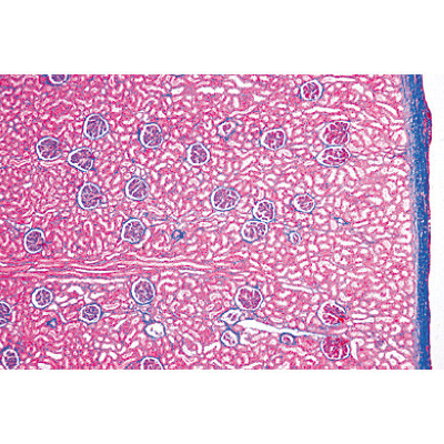 3B Scientific - Human Digestive System - English Microscope Slides