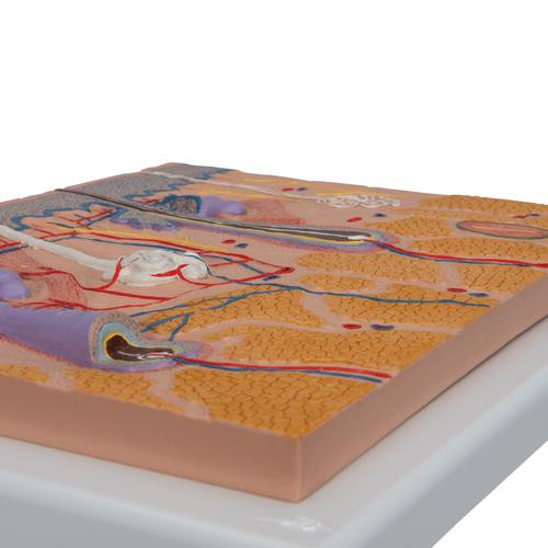 3B Scientific Human Skin Section Relief Model | Anatomy Warehouse