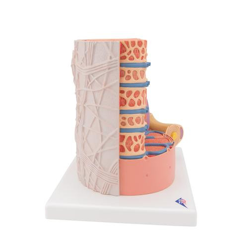 3B Scientific - Human Muscle Micro Anatomy Model