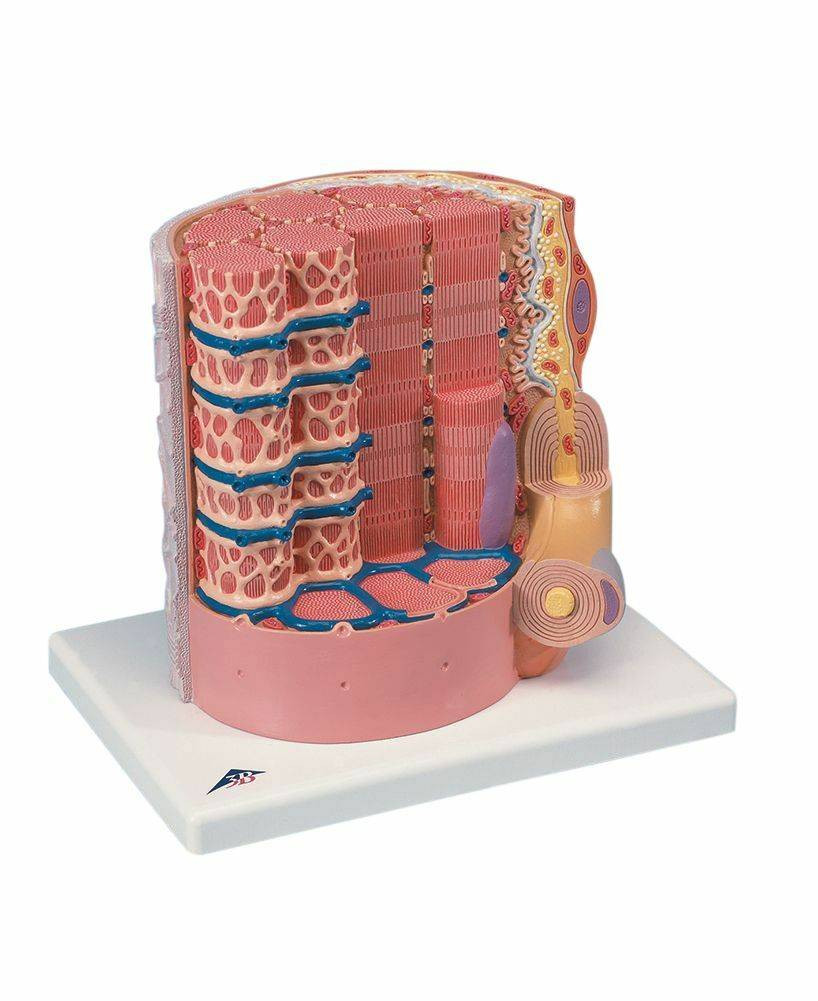 3B Scientific Muscle Anatomy Model Set | Anatomy Warehouse