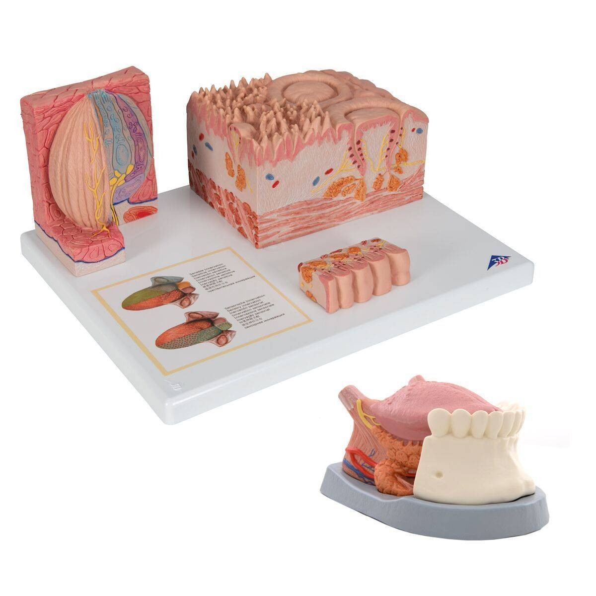 Anatomy Model Tongue