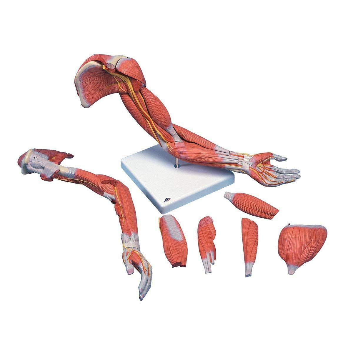 Anatomy Lab Intramuscular Injection of Upper Arm Muscles | Anatomy ...