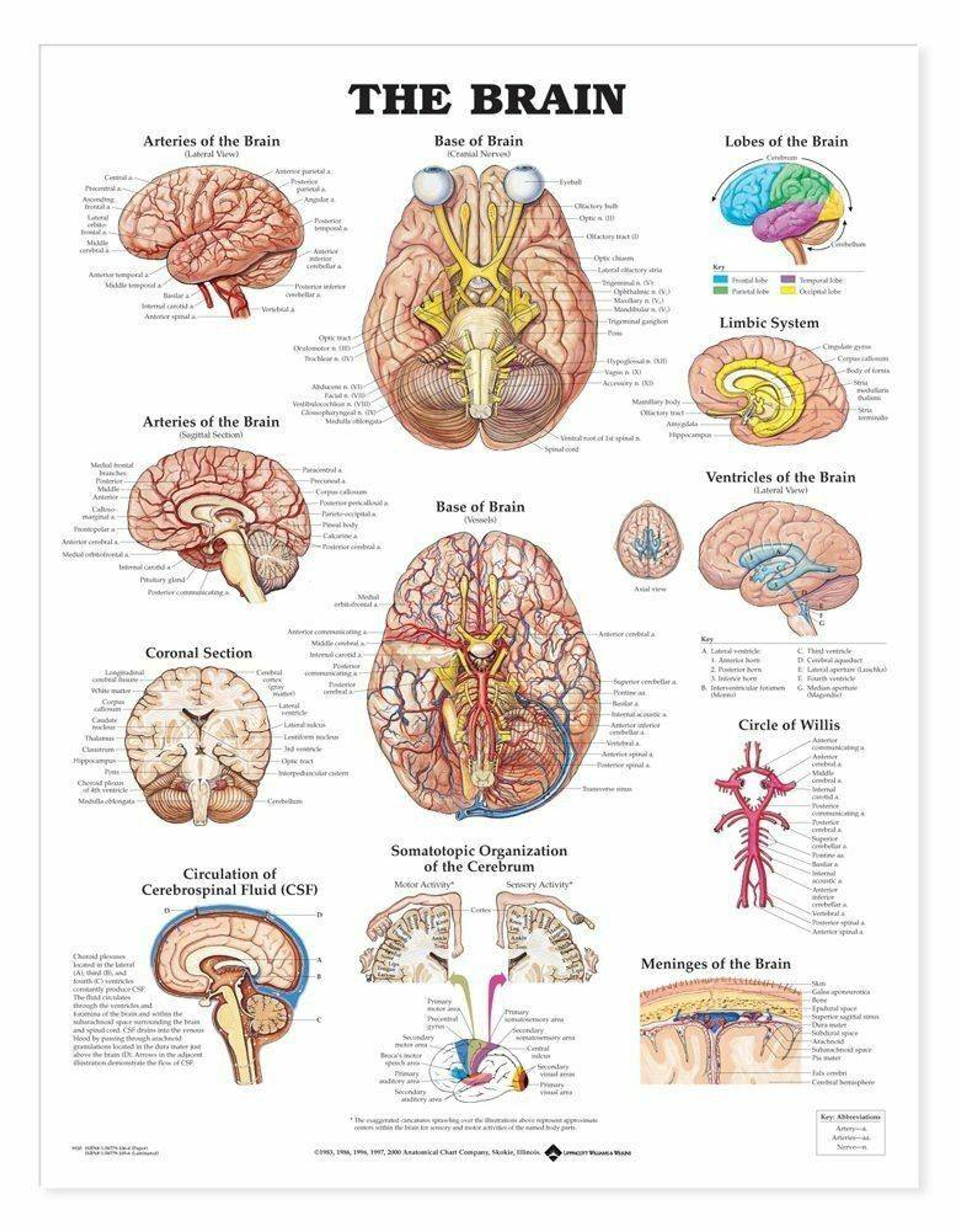 Anatomical Chart Company The Brain Laminated Anatomical Chart | Anatomy ...
