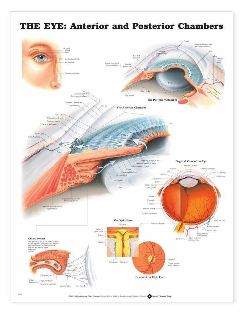 Anatomical Chart Company - The Eye Anterior and Posterior Chambers ...