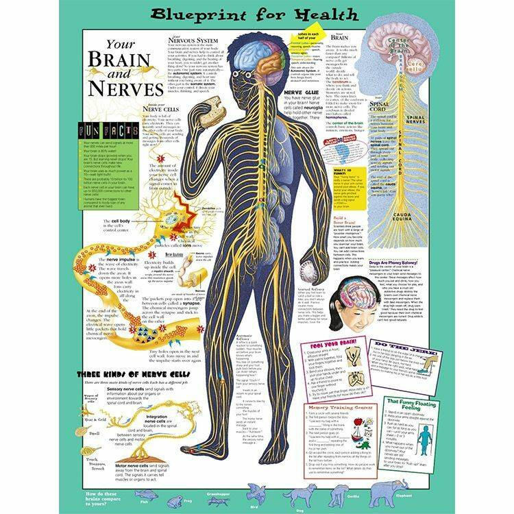 Anatomical Chart Company The Brain Laminated Anatomical Chart | Anatomy ...