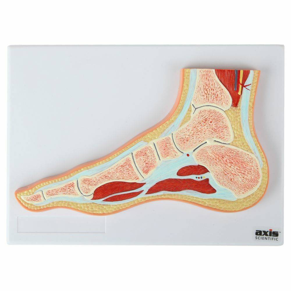 Axis Scientific Foot and Ankle Joint Section Anatomy Model | Anatomy ...