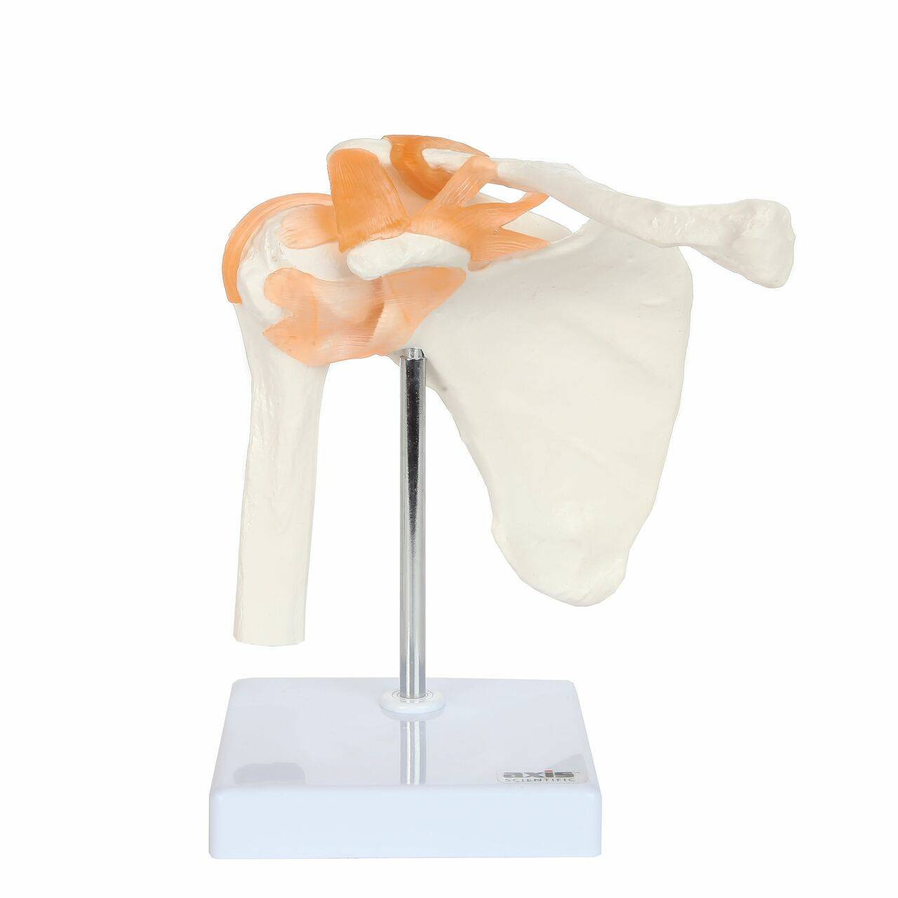 Anatomy Model Muscled Arm Dissectible