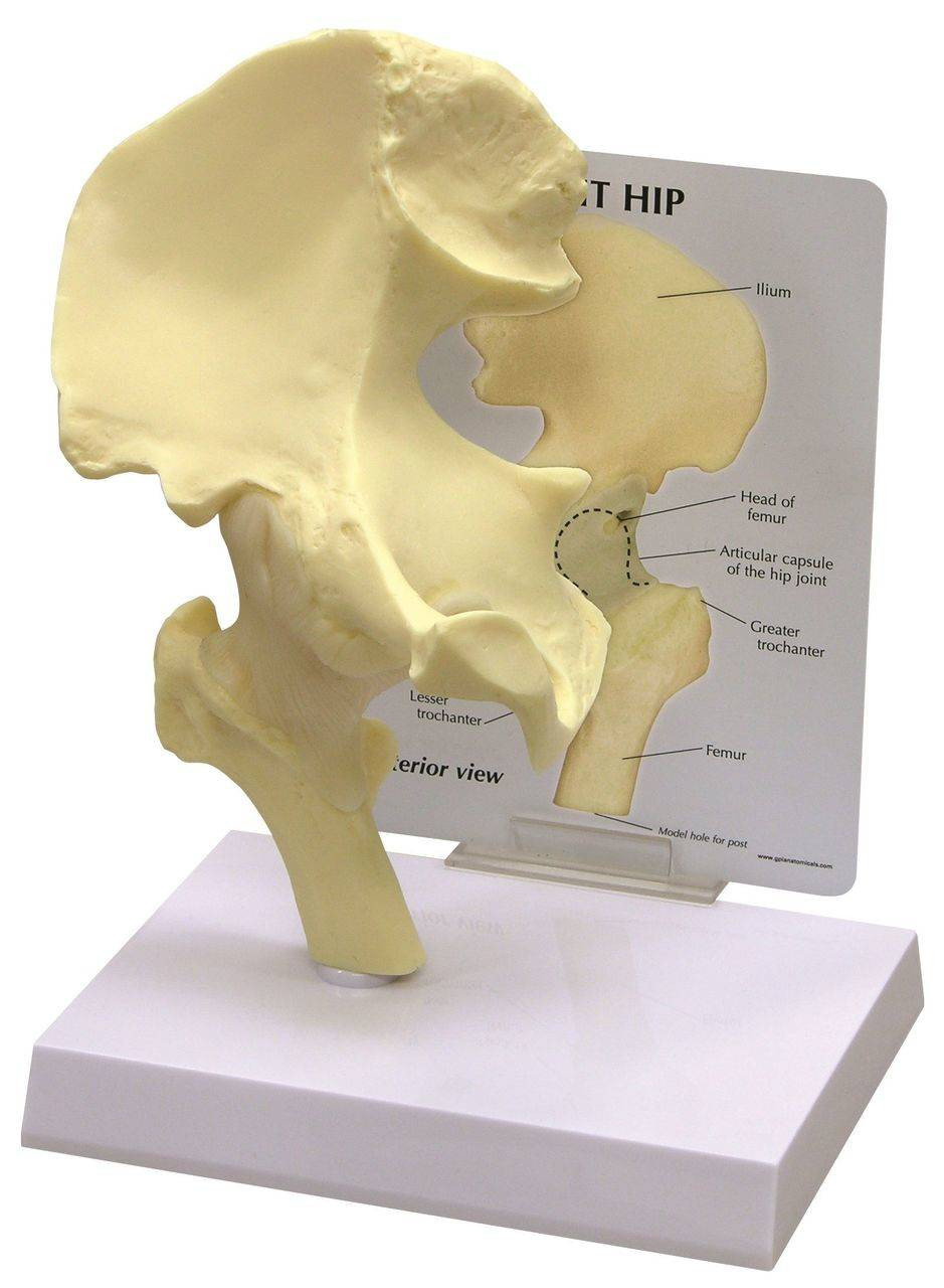 Rudiger Anatomie Hip and Hip Joint Laminated Anatomy Chart | Anatomy ...