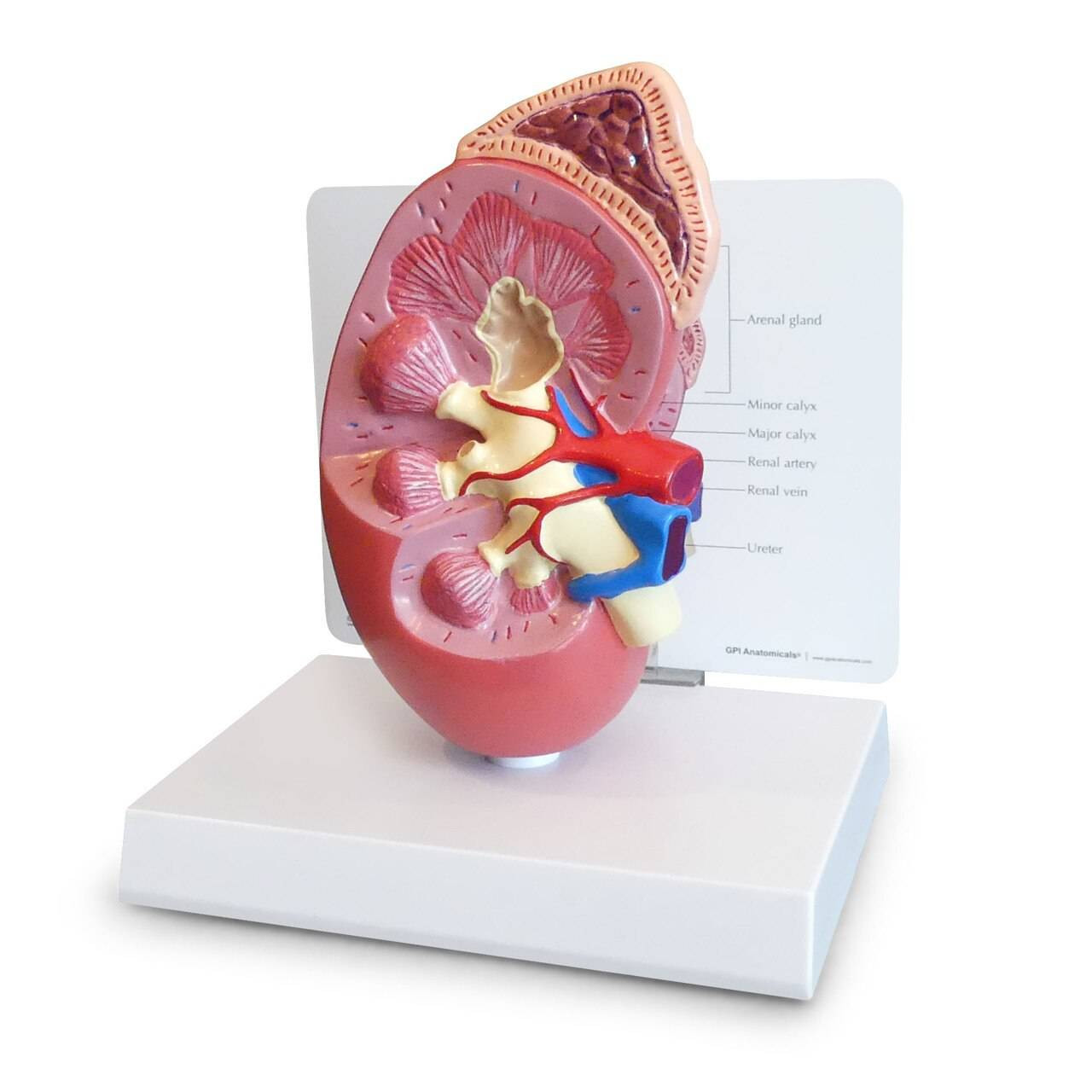 Anatomy Model Kidney