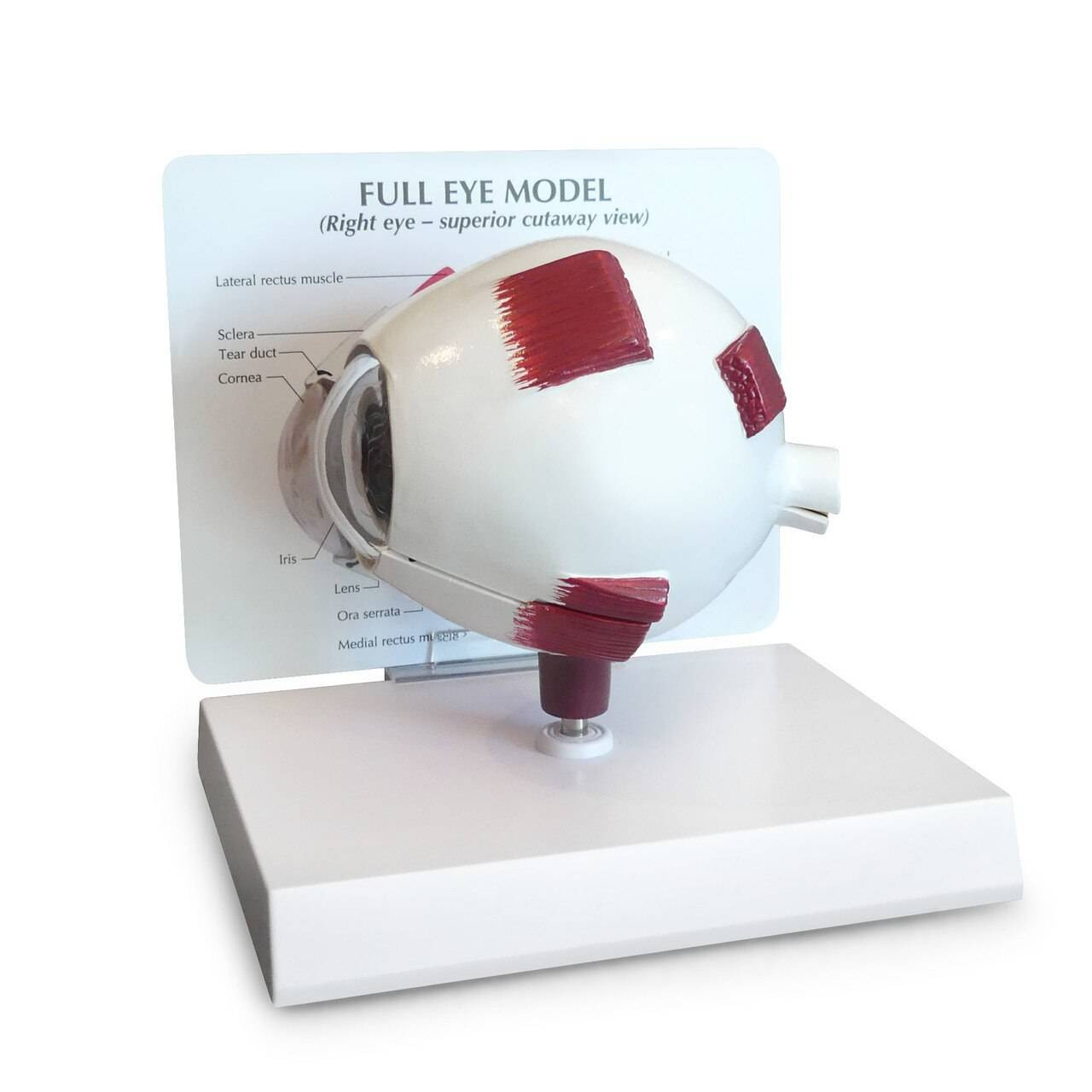 Anatomy Model Eye Cutaway
