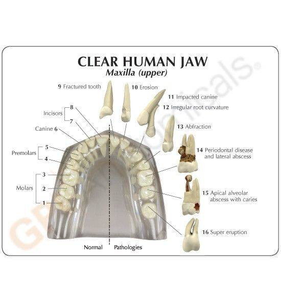3B Scientific - Lower Single-Root Pre-Molar Tooth Anatomy Model