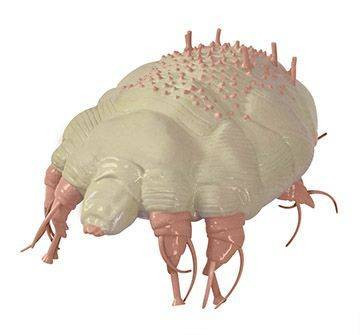 Anatomy Model Skin Canine
