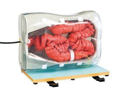 KOKEN Bronchoscopy Training Model