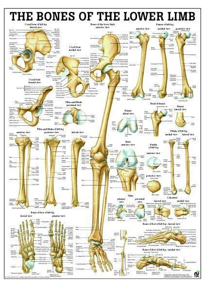 Anatomy Chart Human Skull