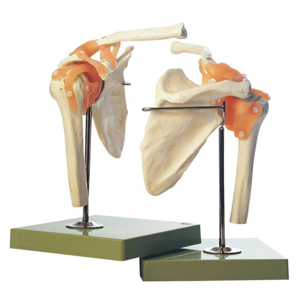 SOMSO - Buy Movable Knee Model with Flexion and Extension