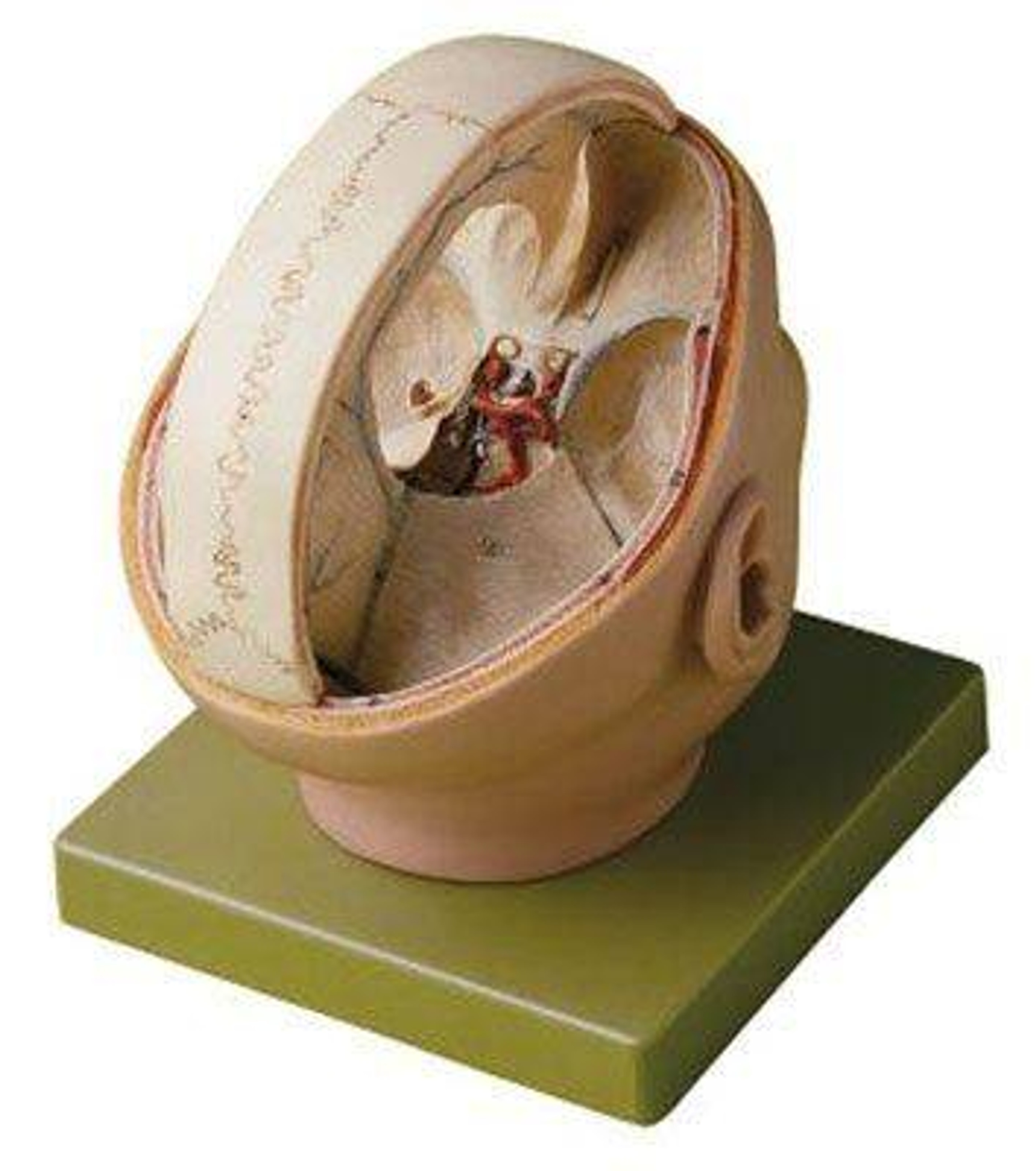 Somso Proportions Of The Dura Mater