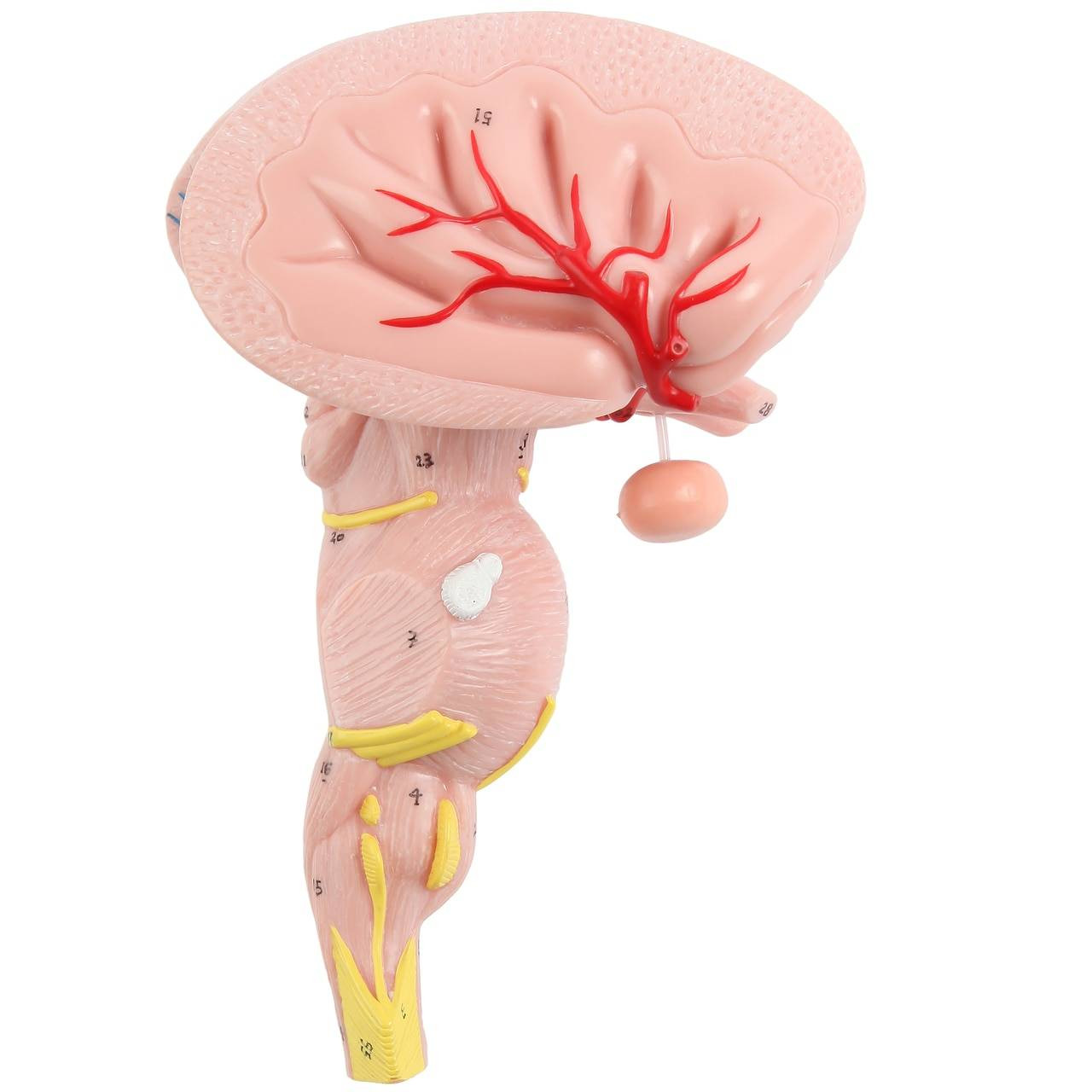 Anatomy Model Human Brain Introductory