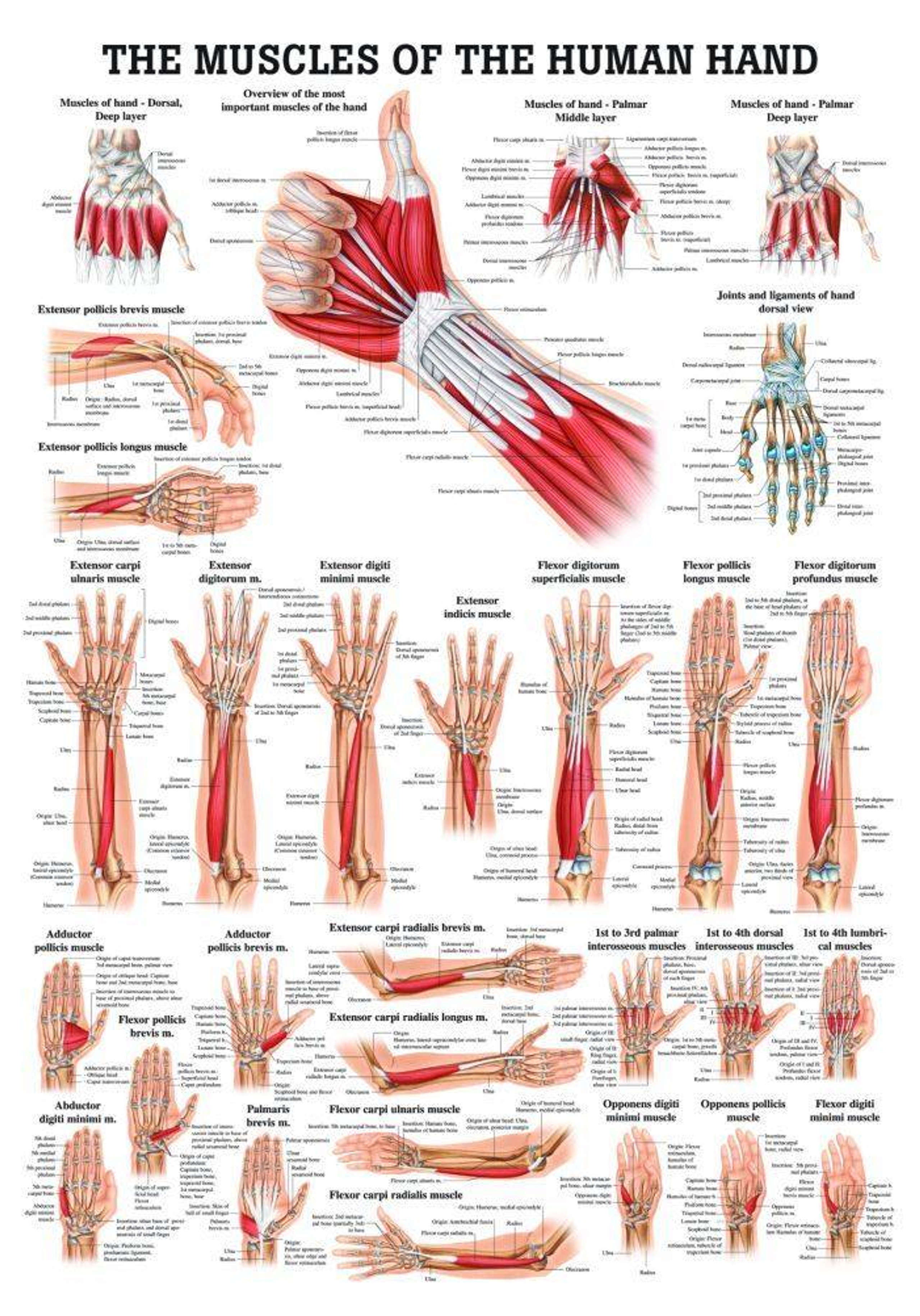 Rudiger Anatomie - Muscles of the Body Laminated Chart Set Rudiger Anatomie - Muscles of the Body Laminated Chart Set