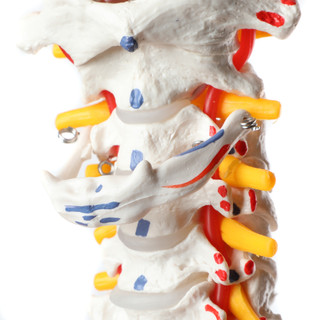 Axis Scientific Life-Size Skeletal Human Torso with Glenohumeral and ...