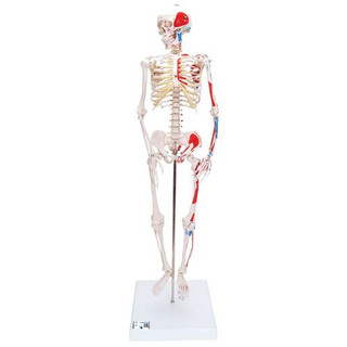 3B Scientific - Painted Mini 31" Human Skeleton Anatomy Model