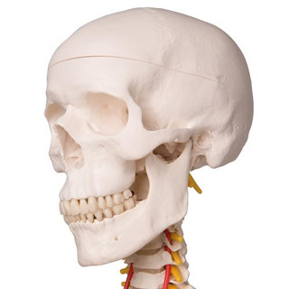 3B Scientific Fred The Flexible Skeleton Anatomy Model | Anatomy Warehouse