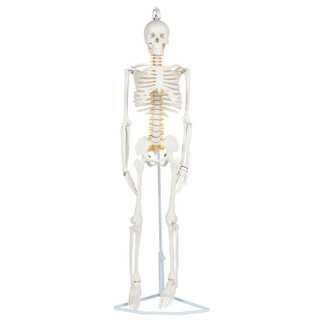 Anatomy Model Mini Skeleton