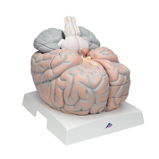 Anatomy Model Bisected Head in 5 Parts
