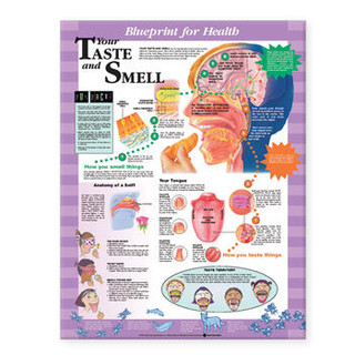 Anatomical Chart Company Your Taste and Smell Laminated Anatomical ...