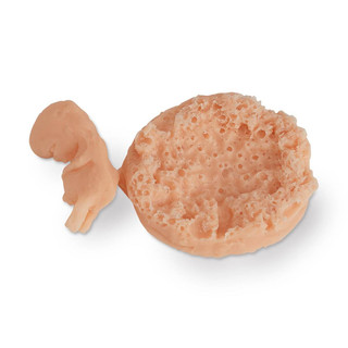 Anatomy Model Fetus Replica 7-8 Weeks