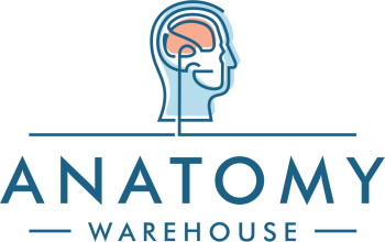 Anatomy Warehouse | Anatomical Models, Anatomy Charts, Manikins ...