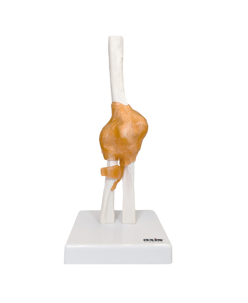 Axis Shoulder Anatomy Model Axis Scientific Shoulder Anatomy Model ...