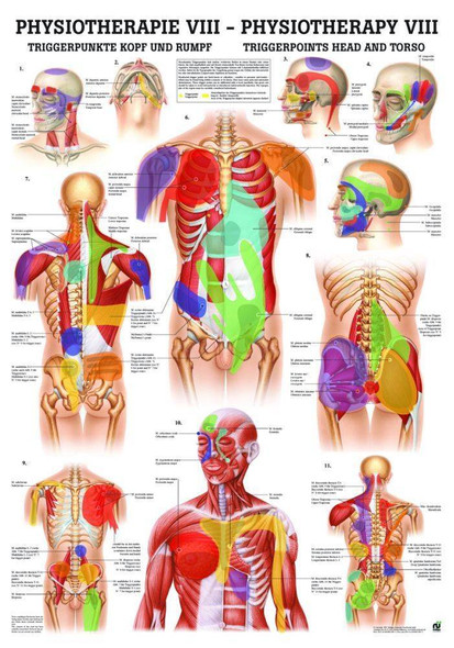 Anatomical Chart Company Trigger Point Chart Set Torso And Extremities