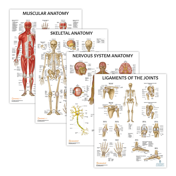 Anatomy Lab - The Skeletal, Muscular, and Nervous System with Ligaments ...