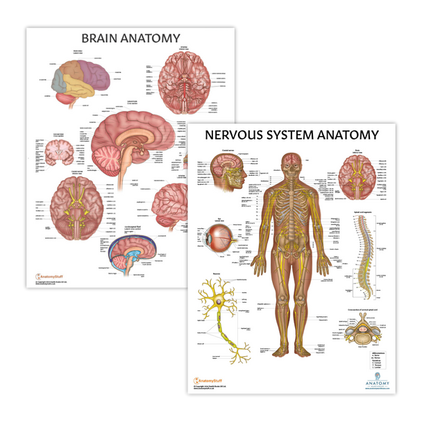 Anatomy Lab - The Nervous System and Brain Anatomy Laminated Poster Set