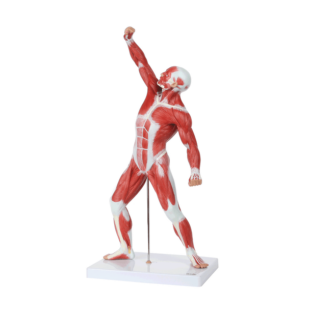 Axis Scientific Miniature Human Muscular Figure Anatomy Model | Anatomy ...