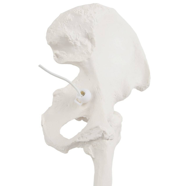 Axis Scientific Life-Size Human Leg Skeleton with Hip Joint and ...