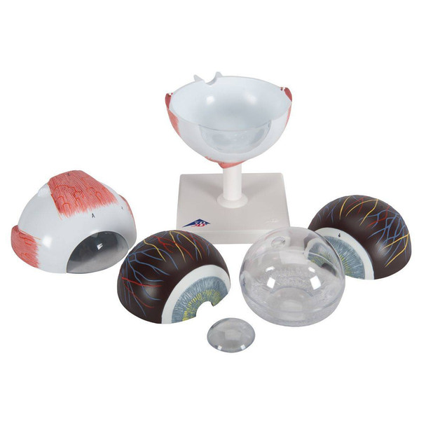 Anatomy Model Eye Five Times Life Size