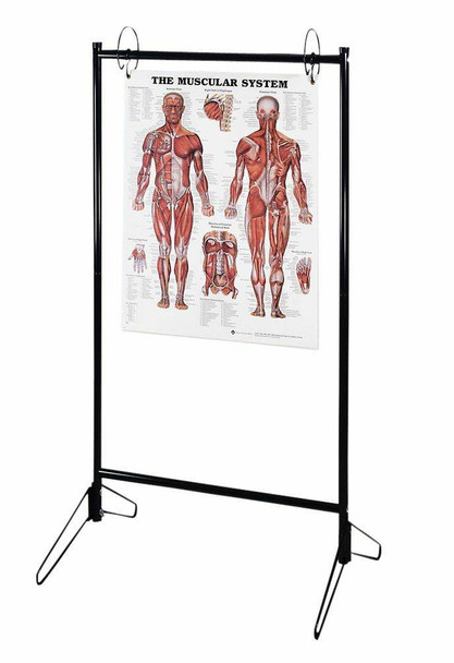 Anatomical Chart Company - Portable Chart Stand