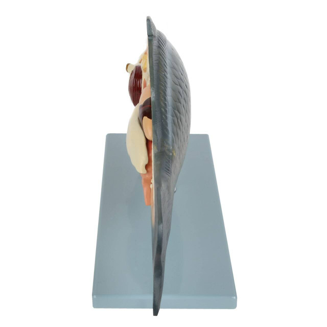 Anatomy Lab - Carp Fish (Cyprinus carpio) Anatomy Model