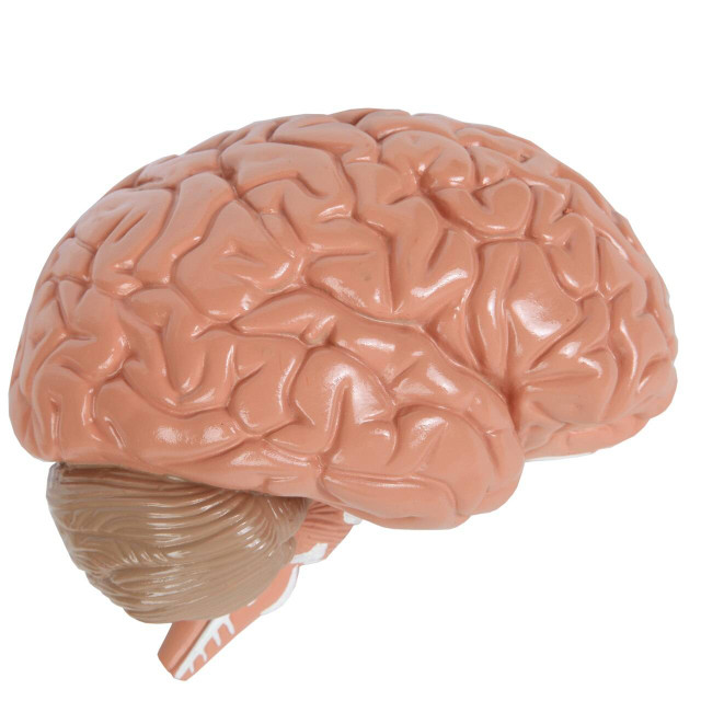 Anatomy Lab - Basic 2-Part Brain Model Anatomy Model