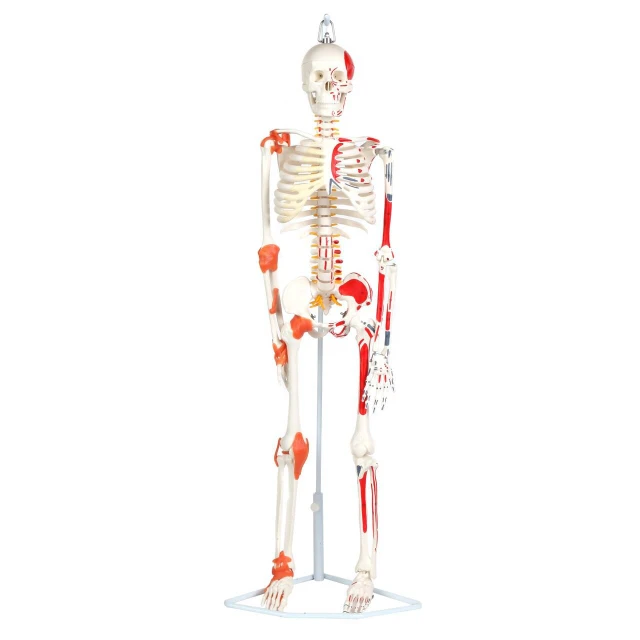 Anatomy Models - Skeleton Models - Mini Skeleton - Anatomy Warehouse