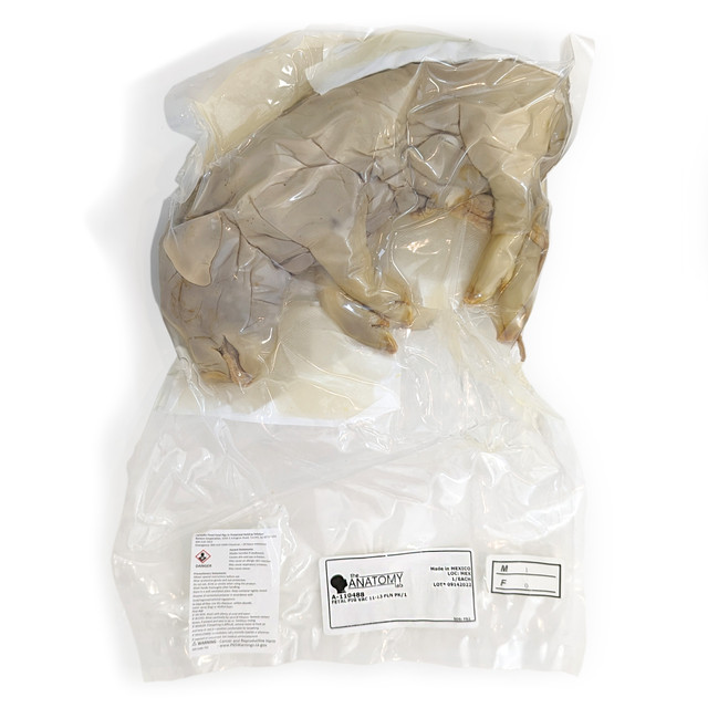 Anatomy Lab Preserved Fetal Pig Specimen, Vacuum Packed | Anatomy Warehouse