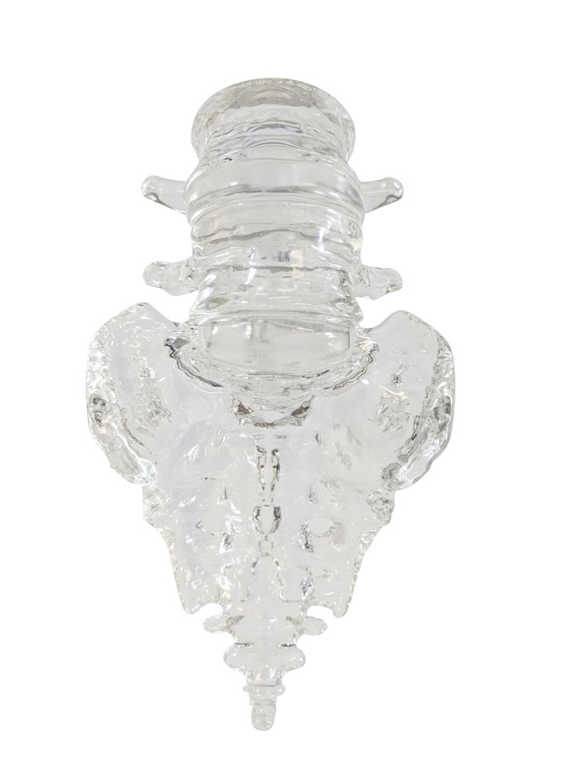 Encoris - FlexBone Training Model - Lumbar Spine, L4 to Sacrum