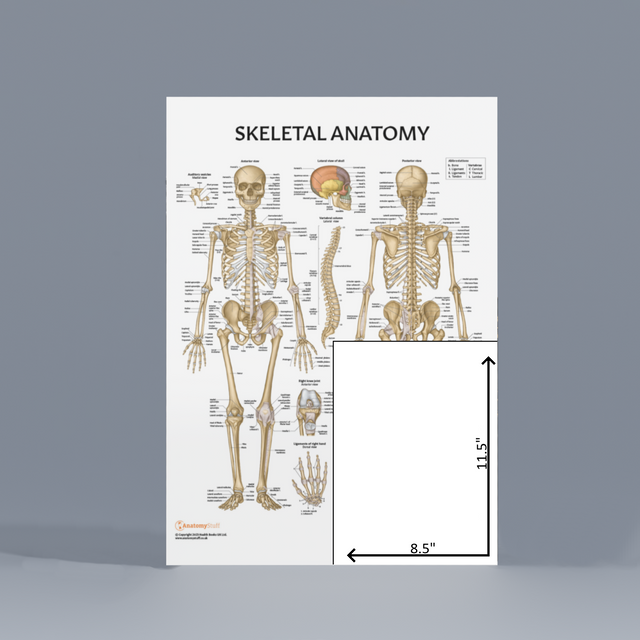 Anatomy Lab - The Skeletal System Laminated Poster