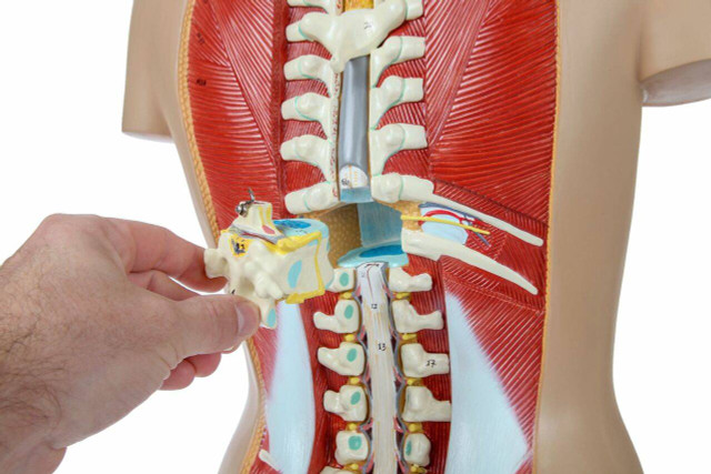 Axis Scientific 27 Part Dual Sex Life Size Torso With Open Back