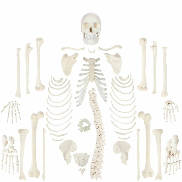 Anatomy Models - Skeleton Models - Human Skeletons - Anatomy Warehouse