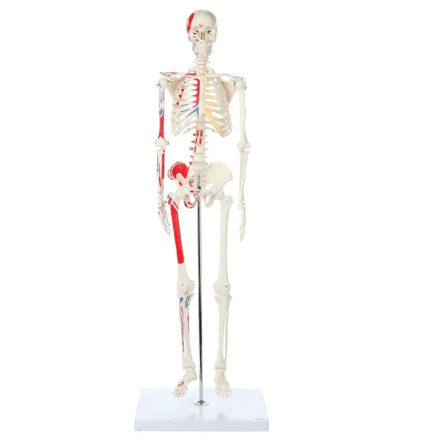 Anatomy Models - Skeleton Models - Mini Skeleton - Anatomy Warehouse